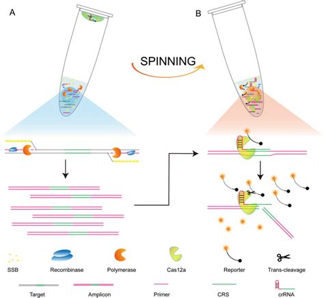 One Pot Platform For Rapid Detecting Virus Utilizing Recombinase