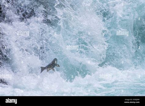A Migrating Pacific Salmon Leaping Through Turbulent White Water At The Base Of A Waterfall