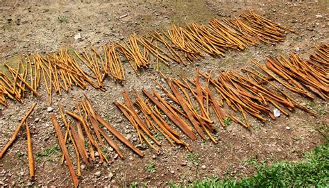 Drying Cinnamon Bark Sumatra Pictures Indonesia In Global Geography