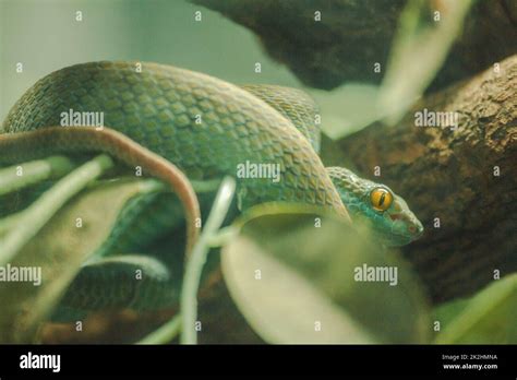 Green Pit Viper Fangs