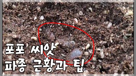 포포나무 씨앗 파종 근황과 팁 Youtube