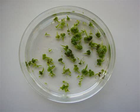 Vegenov Accélérer la création variétale Culture in vitro haplométhodes