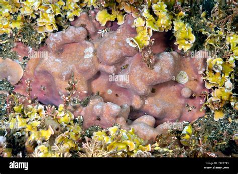 Red Crustose Algae Lithothamnion Sp On Rocks Kimmeridge Bay Dorset