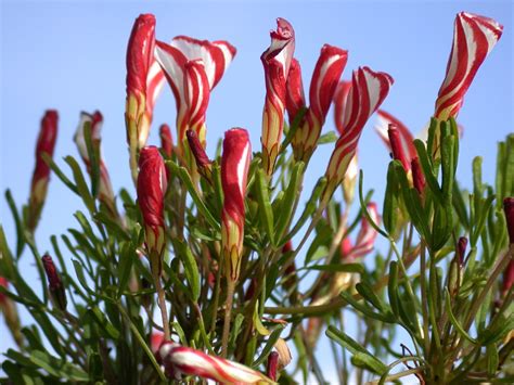 オキザリスの花の写真と壁紙草花写真素材写真壁紙集樹木の四季別館7