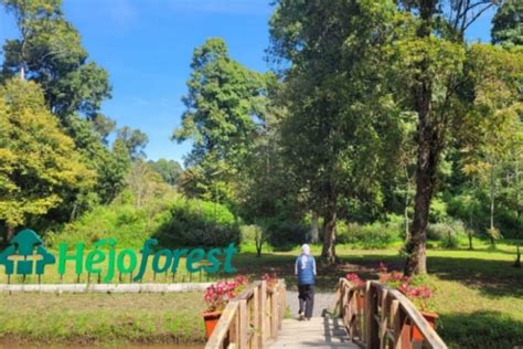 Hejo Forest Bisa Jadi Pilihan Libur Akhir Tahun Untuk Keluarga