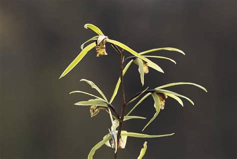 제주한란 우아한 자태 꼭 고니 같네…새가 꽃잎 되었나