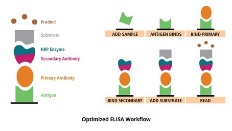 Free Lab Resources Introducing Edvotek At Home The Official Blog Of