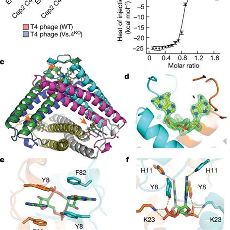 Cgas Conjugation Enhances Cgamp Production And Anti Phage Immunity In