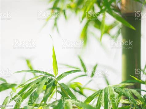 녹색 대나무 배경의 잎 밝은 흰색과 녹색 색조에 덩어리 죠 0명에 대한 스톡 사진 및 기타 이미지 0명 나무 나뭇가지