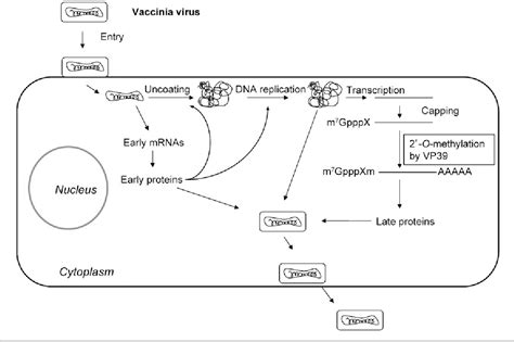 Figure 1 From Recognition Of Mrna Cap Structures By Viral And Cellular