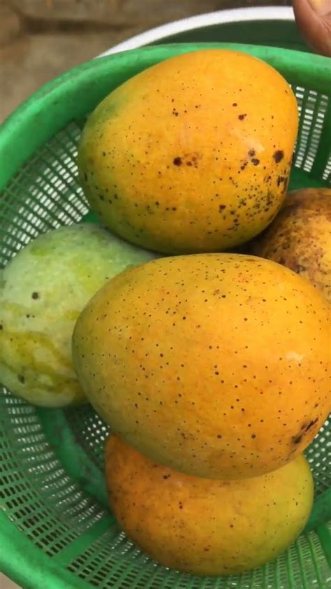 পিসিদের বাড়ি থেকে পাঠানো আম খুব মিষ্টি🥭🥭 Youtubeshorts Ytshort