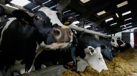 Hongji Yan On Linkedin Cow Mucus Gel Can Block Sex Viruses