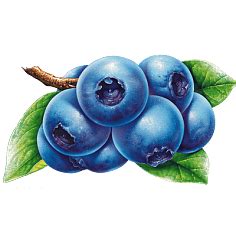 水果 花瓣网 陪你做生活的设计师 蓝莓png