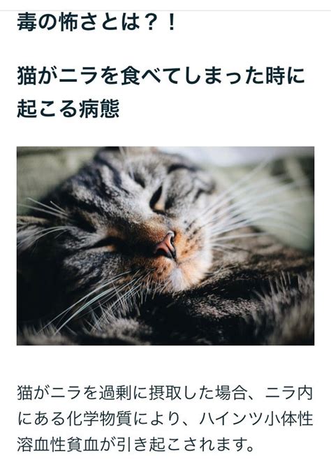 喜ぶ顔が見たい ブラッキーズ
