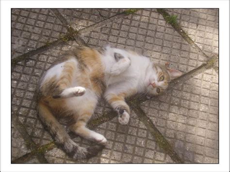 Sweety Cat By Delyan86 On Deviantart