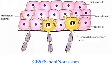 Histology Of Integumentary System Notes Cbse School Notes