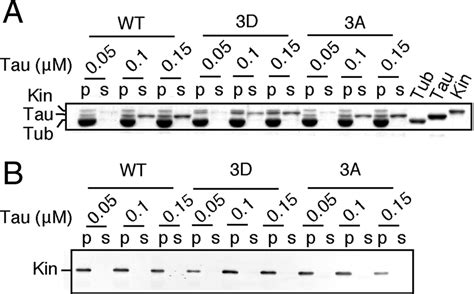 Tau Does Not Inhibit The Binding Of Kinesin To Mts A Coomassie