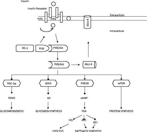 Insulin Receptor And Mechanisms Of Signaling PIP2 Phosphatidylinositol Download Scientific