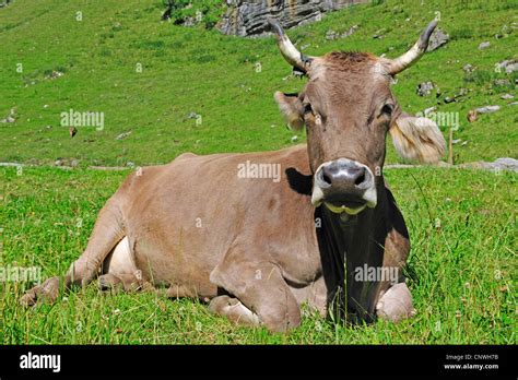 Domestic Cattle Bos Primigenius F Taurus Cow On Alpine Pasture