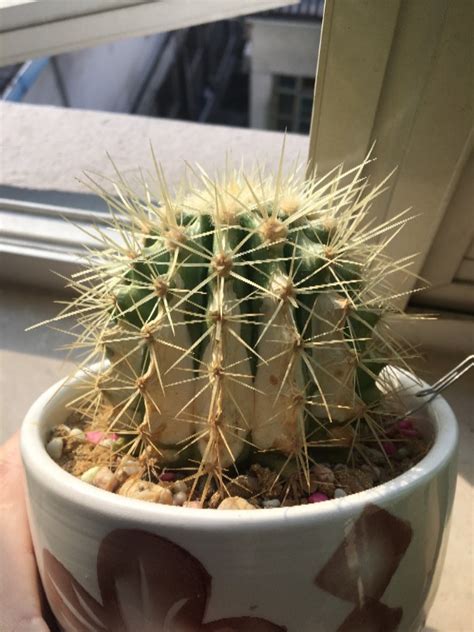 仙人掌上面长白色颗粒 鸡儿上面长小白色颗粒 伤感说说吧