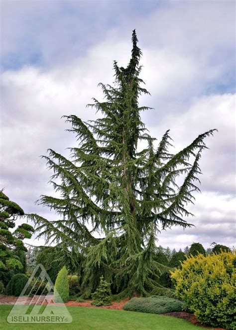Cedar Weeping Cedar Of Lebanon Glover Nursery