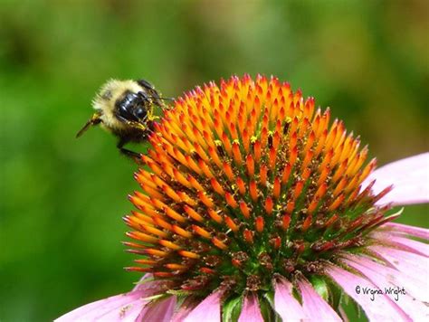 Virginia Wright Wrightvirginia • Instagram Photos And Videos