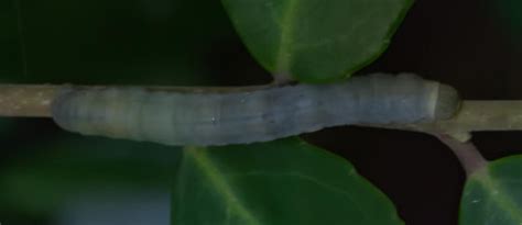 Need Id Bugguide Net