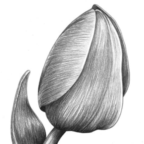 31a29 Shade A Tulip With Contour Hatching Overview Drawspace