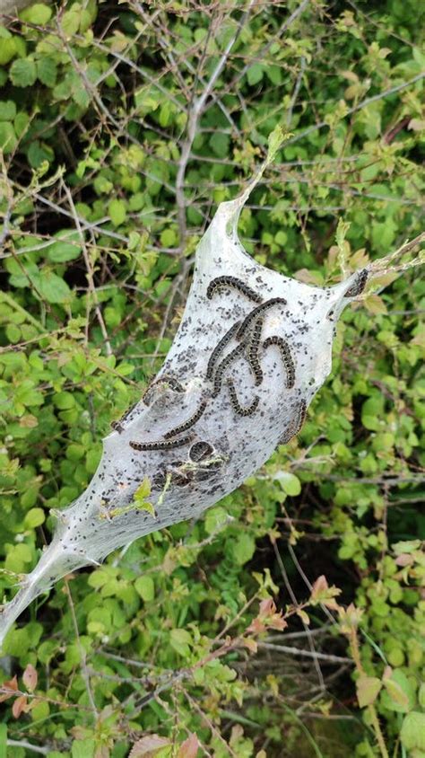 Small Eggar Caterpillar Eriogaster Lanestris Forncett End Norfolk