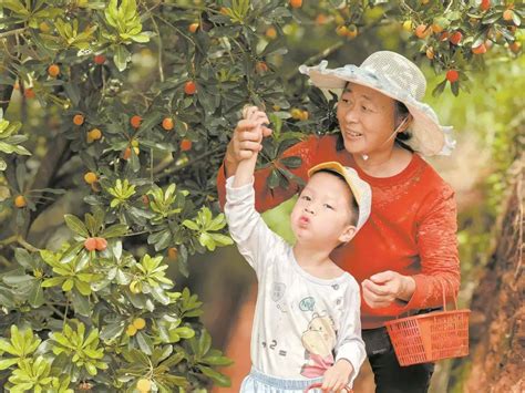 口水都流了 韶关始兴果中玛瑙杨梅抢鲜上市尝尝鲜吧 种植 品种 果园