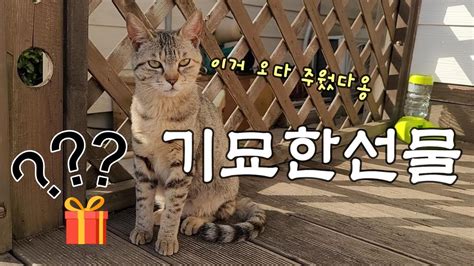 길고양이가 놓고가는 기묘한선물 Youtube