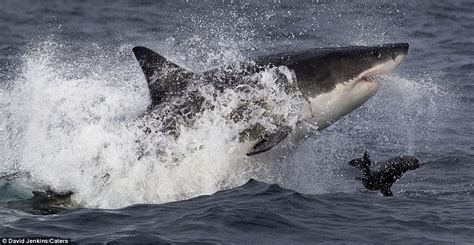 Newsletter October Shark References
