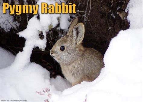 Pygmy Rabbit Facts Pictures And Information The Worlds Smallest Rabbit
