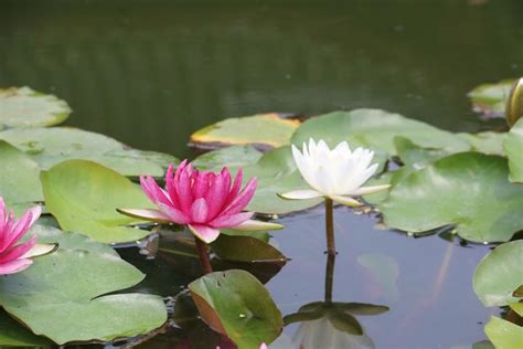 深度强化学习（四）：dqn的拓展和改进 知乎