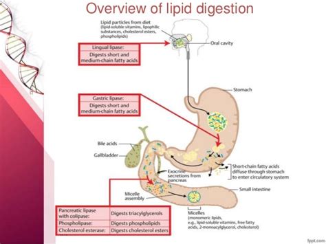 Lipids Digestion And Absorption Of Lipids Biochemistr
