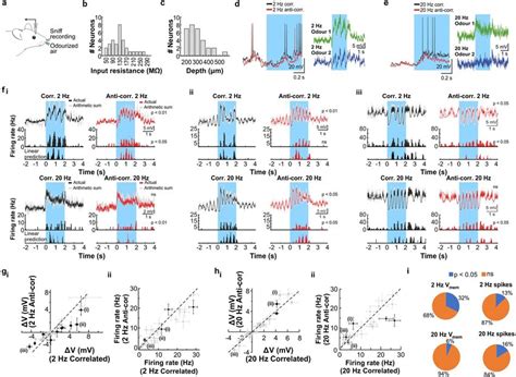 Whole Cell Recordings Of Projection Neurons In Response To Correlated