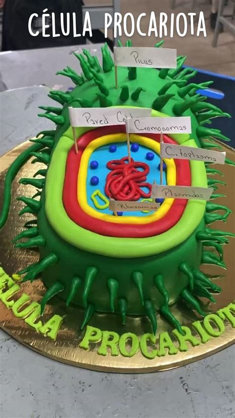 Célula Procariota Procariota Maquetas De Celulas Las Celulas Procariotas