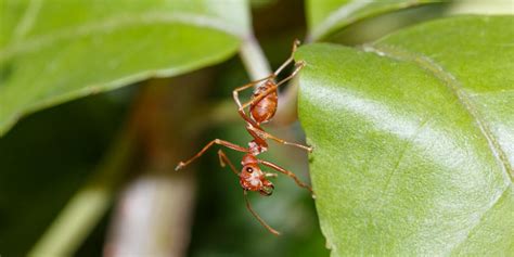 Which Ant Species Are Known To Bite Or Sting