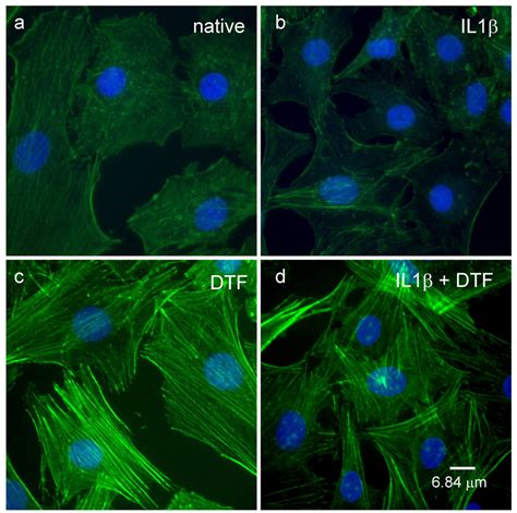 Actin Filaments Histology