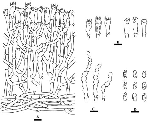 Jof Free Full Text Molecular Systematics And Taxonomic Analyses Of
