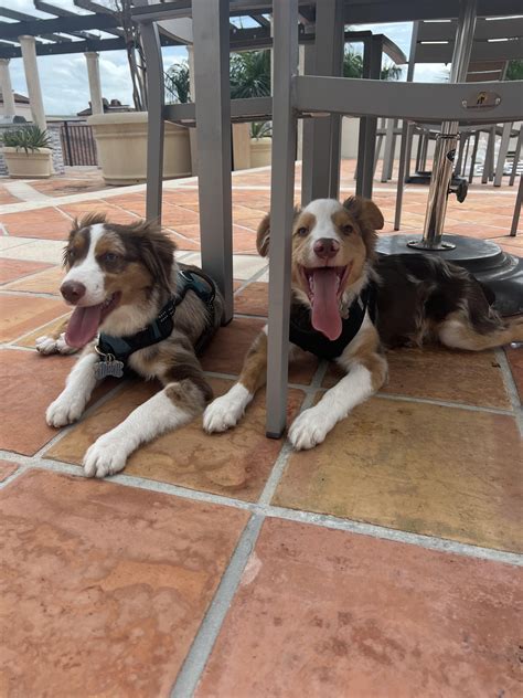 My Wiggle Butt Had A Best Friend Where We Got Him And Thank Goodness One Of My Friends Adopted