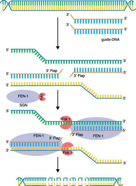 Genome Editing Using A Structure Guided Endonuclease Sgn