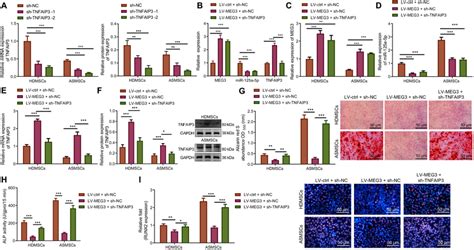 Meg3 Binds To Mir 125a 5p And Increases Tnfaip3 Expression Thus