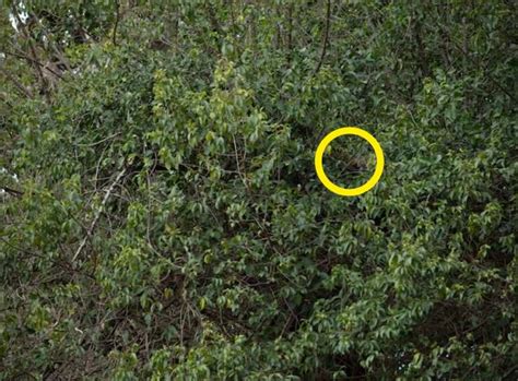 Only Someone With Powerful Vision Can Spot The Leopard Hidden In The