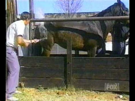 Mule Kick YouTube