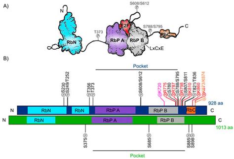Retinoblastoma Proteins Encyclopedia Mdpi