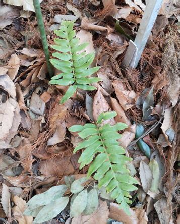 GKZ植物事典團伊玖磨植物事典キジノオシダ