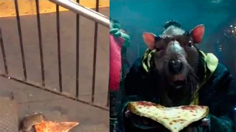 ¿es Splinter Rata Que Arrastra Porción De Pizza Causa Furor