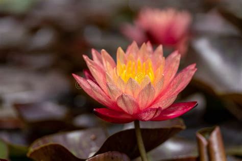 Pink Lotus Water Lily Flower In Pond Waterlily With Green Leaves