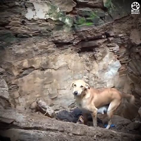 This Mother Dog Is Begging For Help Because Her Puppies This Mother